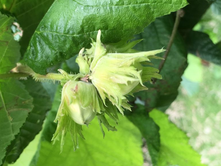 Cobnut Tree (2019) – Bentinck Farm