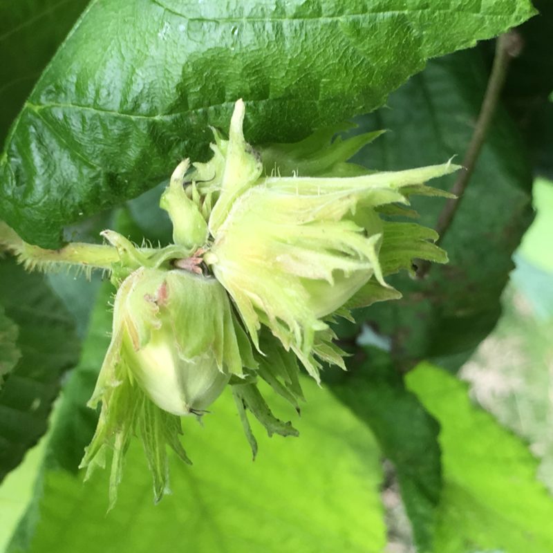 Cobnut Tree (2026) – Bentinck Farm