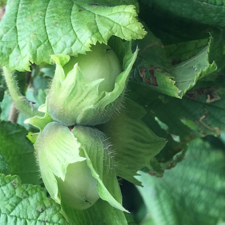 Cobnut Tree (2026) – Bentinck Farm