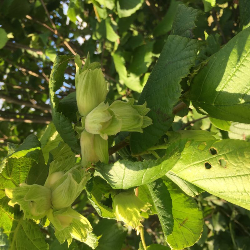 Cobnut Tree (2026) – Bentinck Farm