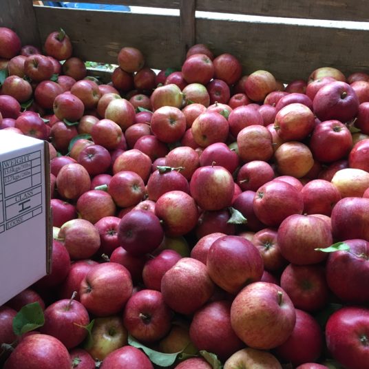 Apple Tree (2026) – Bentinck Farm