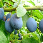 Damsons – Bentinck Farm